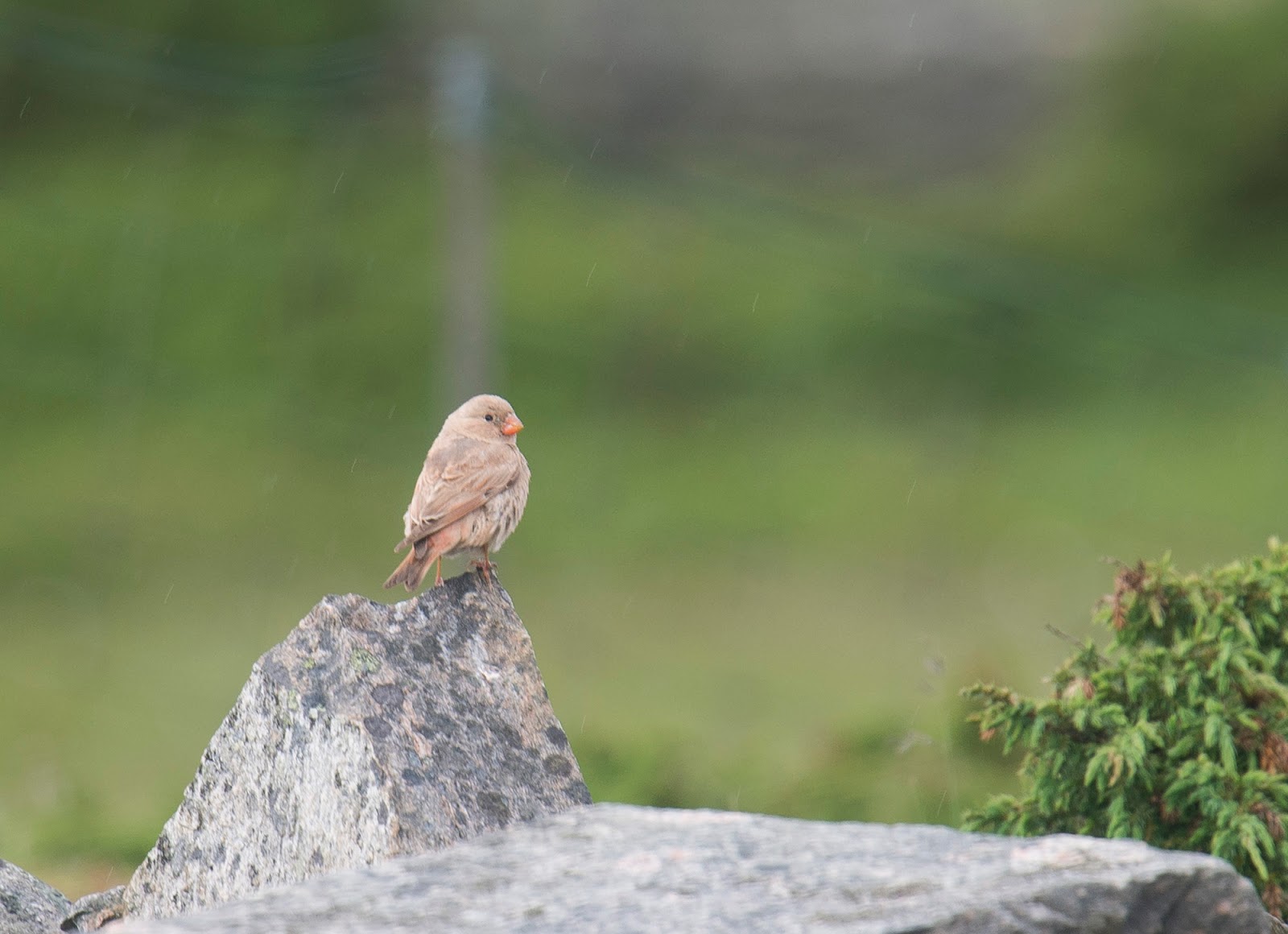 Bert's Bird Blog: Trumpeter Finch near Bergen
