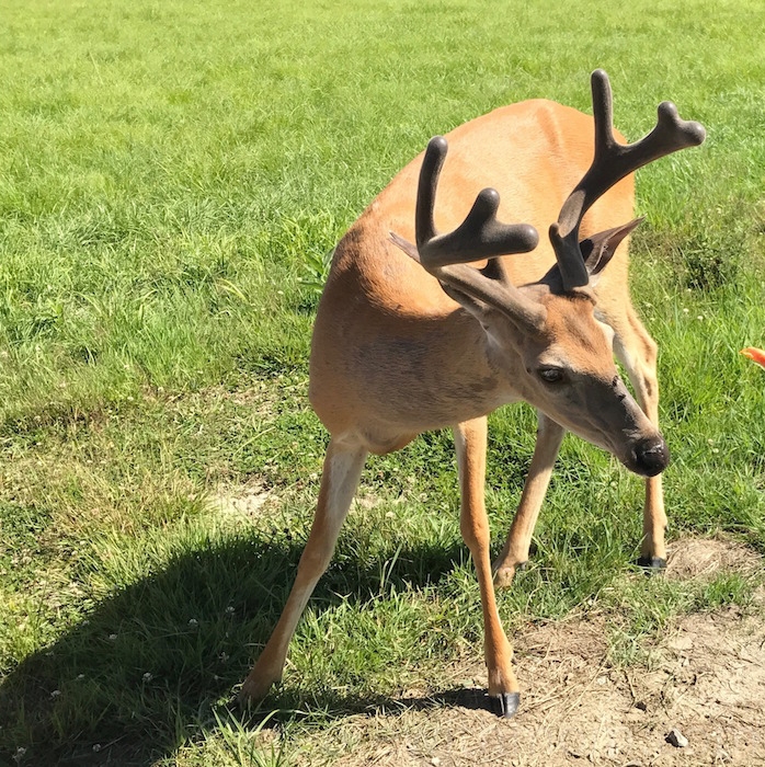 Create With Mom: Staying Over and Connecting with Wild Animals at Parc ...