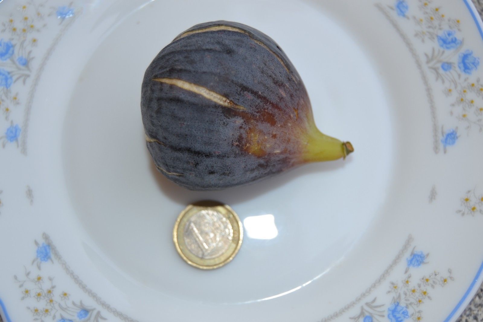 Figo Preto De Torres Novas - Var Tin