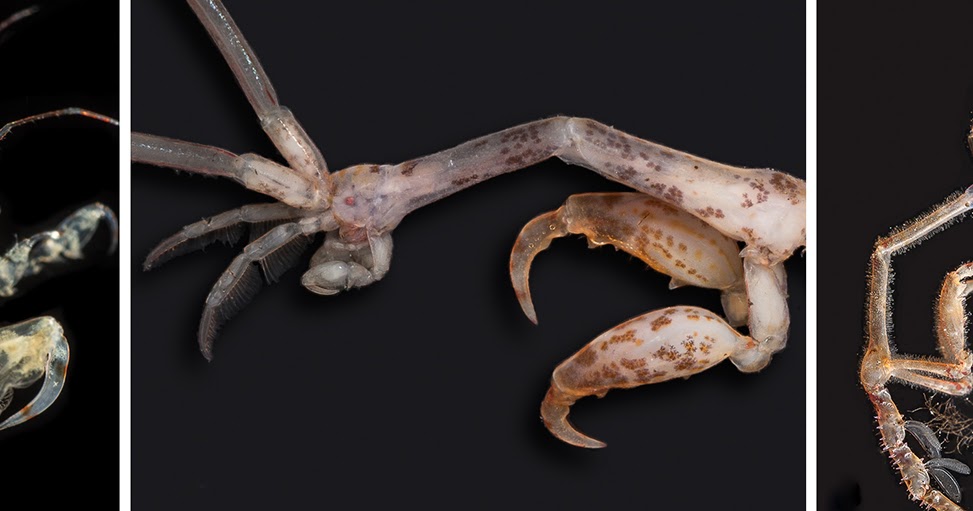 Mick's marine biology: Spookkreeften Determinatietabel - Identification ...