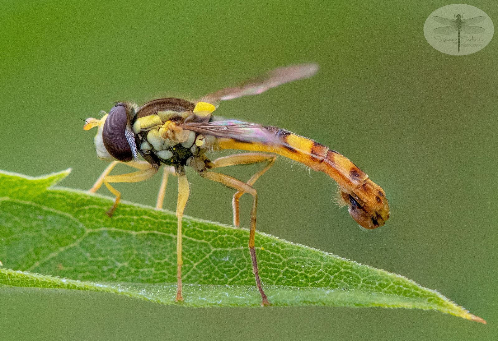 Stacey Purkiss Photography : July Bugs