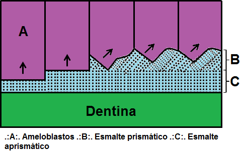 HistoLink: .:Esmalte:.