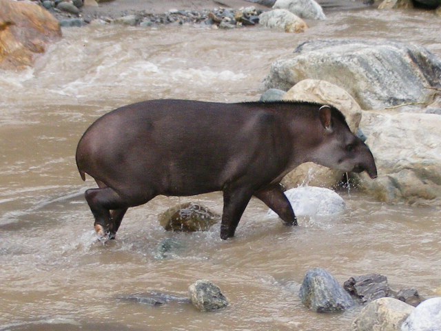 Animales y Plantas de Perú: Sachavaca - Tapirus terrestris