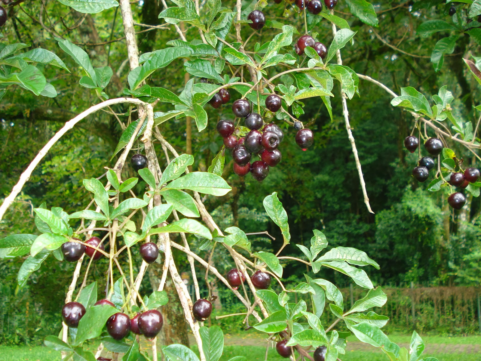 TURISMO E CULTURA: FRUTO DA NATIVA TARUMÃ DÁ UMA BOA GELEIA - COMPROVEI