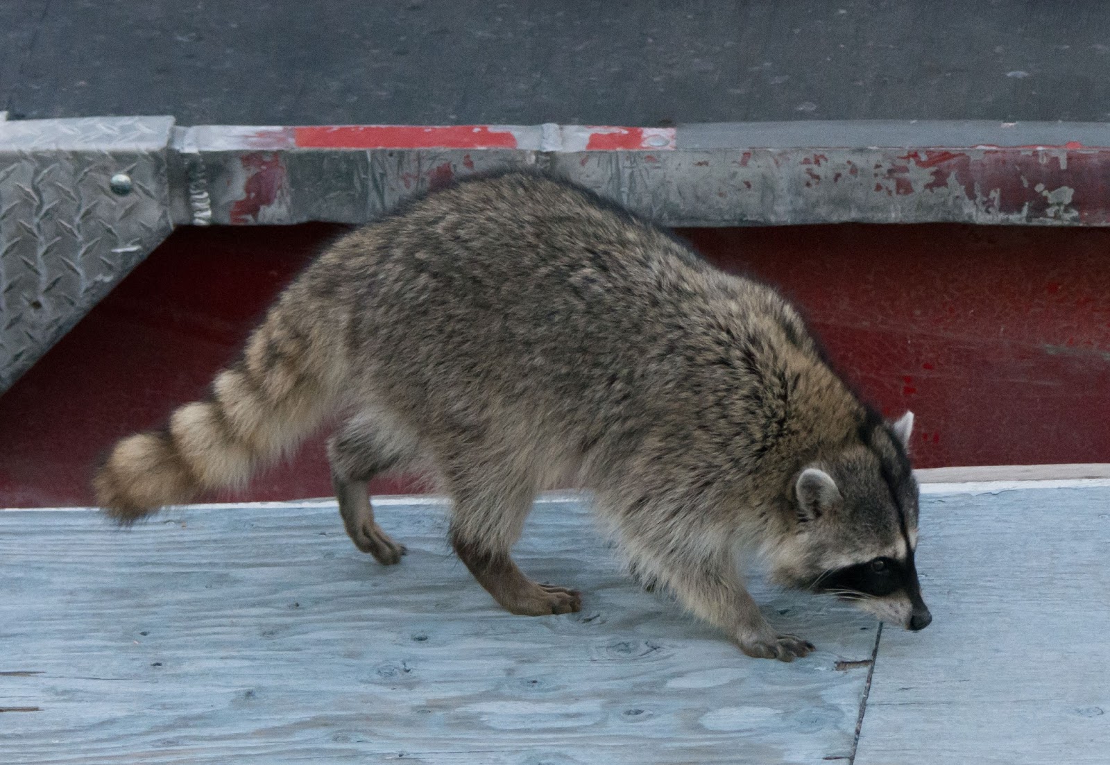 Gordon's Birding Adventures: Another Arizona Chase - Arizona #400