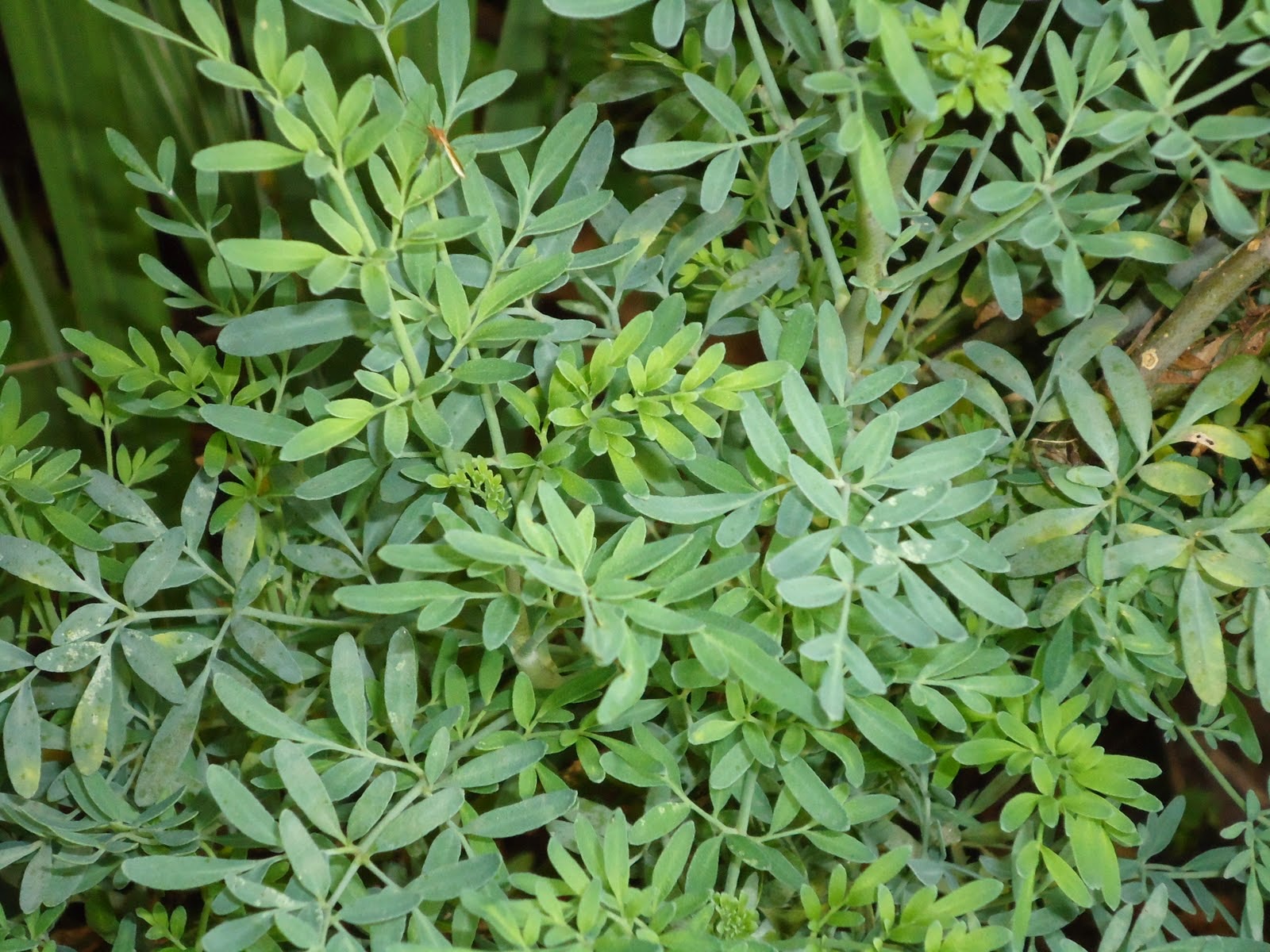 Hierbas con Poderes Mágicos: "Ruda".