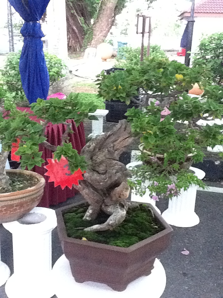 MyBonsai: PAMERAN BONSAI KESINAI & BUNGA KERTAS