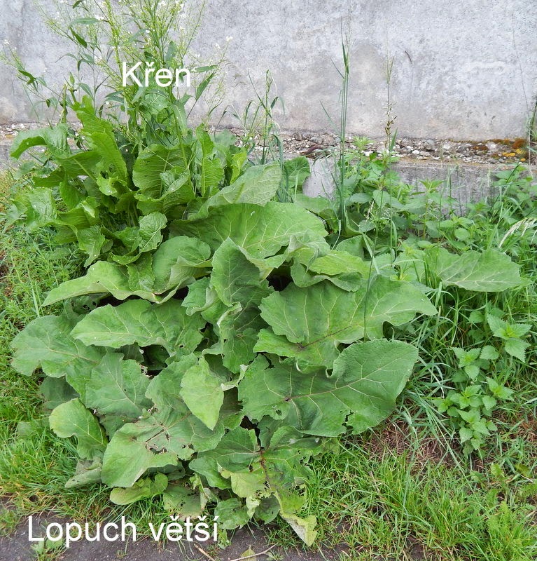 Bylinky ze Salaše: Lopuch větší, lopuch plstnatý (lopuch pavučinatý)