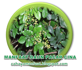 Manfaat Luar Biasa Daun Pacar Cina Bagi Kesehatan - Cahaya Manfaat