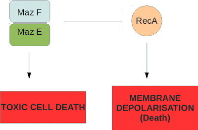 Curiosidades de la Microbiología: Seppuku bacteriano