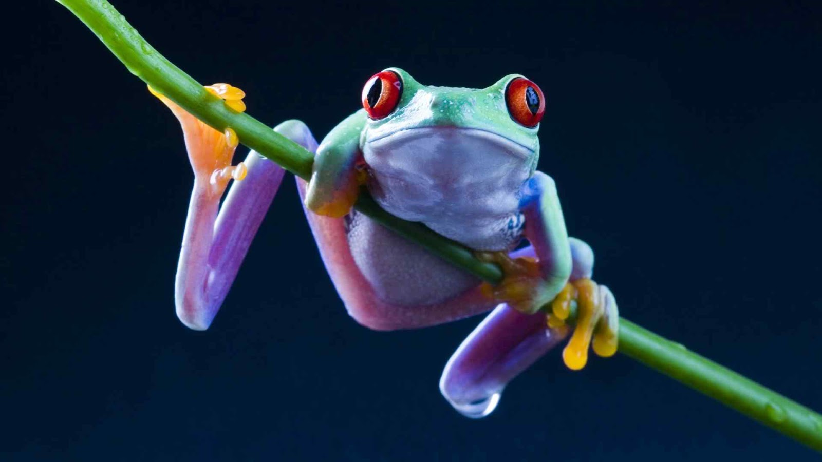 Beautiful Frog Wallpaper Download for free: Beautiful hd frog wallpaper ...