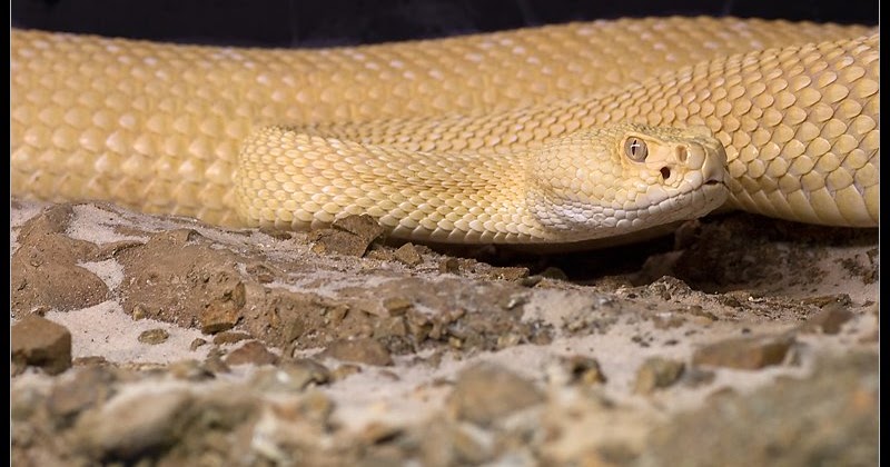 macroinstantes: Crotalus atrox