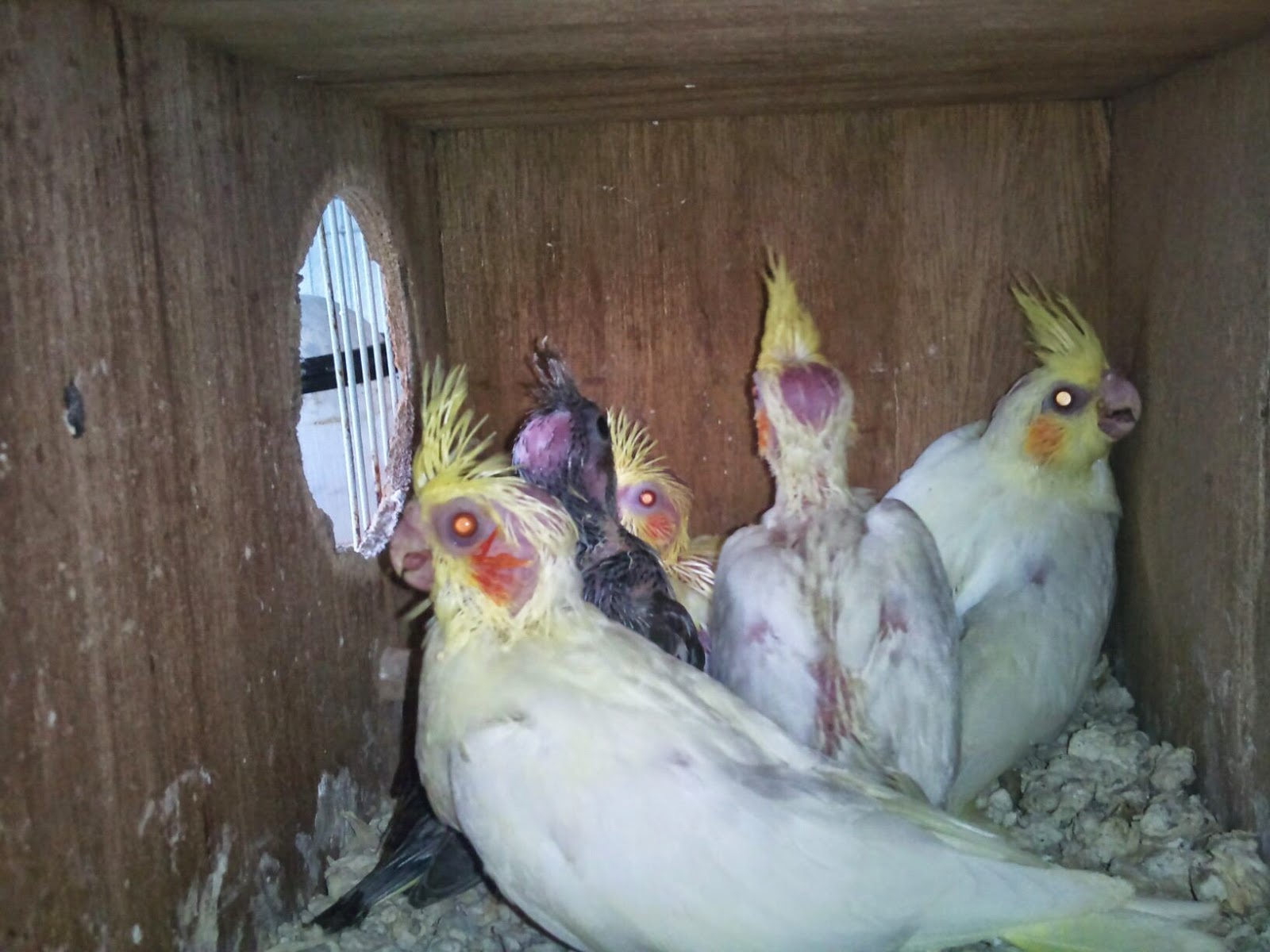 Cockatiel Breeder Malaysia: Lutino