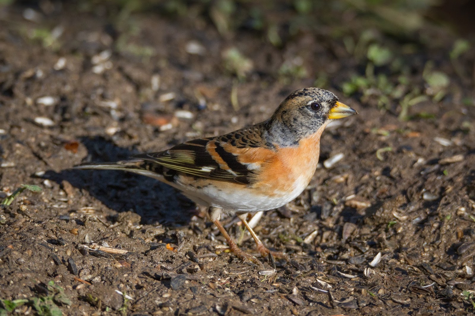 TrogTrogBlog: Bird of the week - Brambling