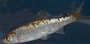 Conociendo el Mar: Pez leucisco