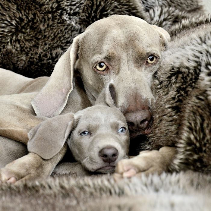 25 PERROS JUNTO A SUS HERMOSOS BEBES DE UN MES