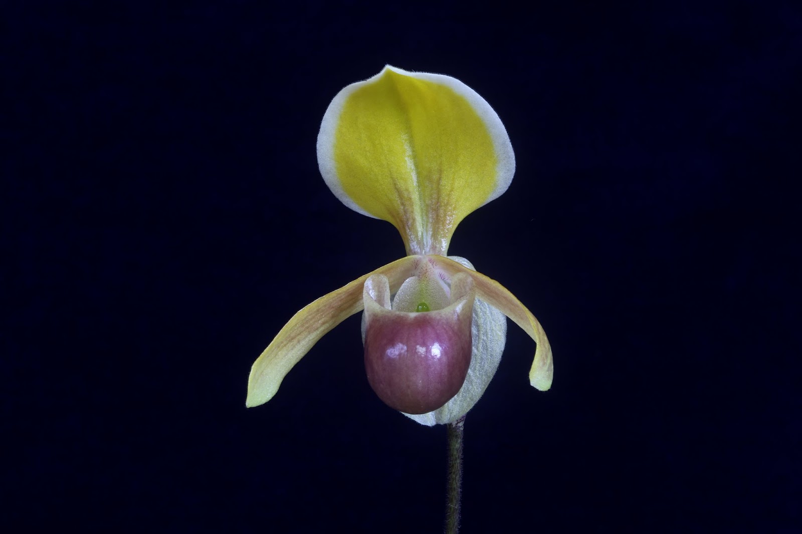 Orchids in Bloom: Paphiopedilum helenae