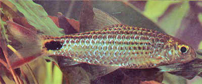 Asoka barb / Asoka pethiya (Puntius asoka) | FRESHWATER FISHES OF SRI LANKA