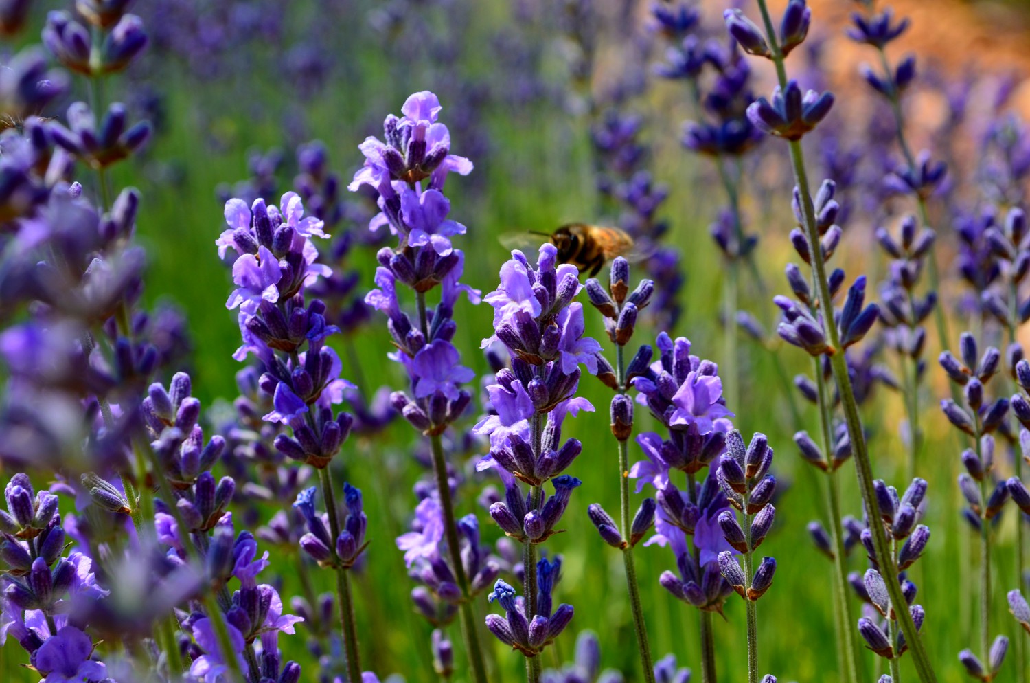 Unique Provence Luxury and Authentic Travel Blog: Lavender Season 2013 ...