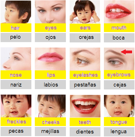 Aprende inglés: PARTS OF THE FACE