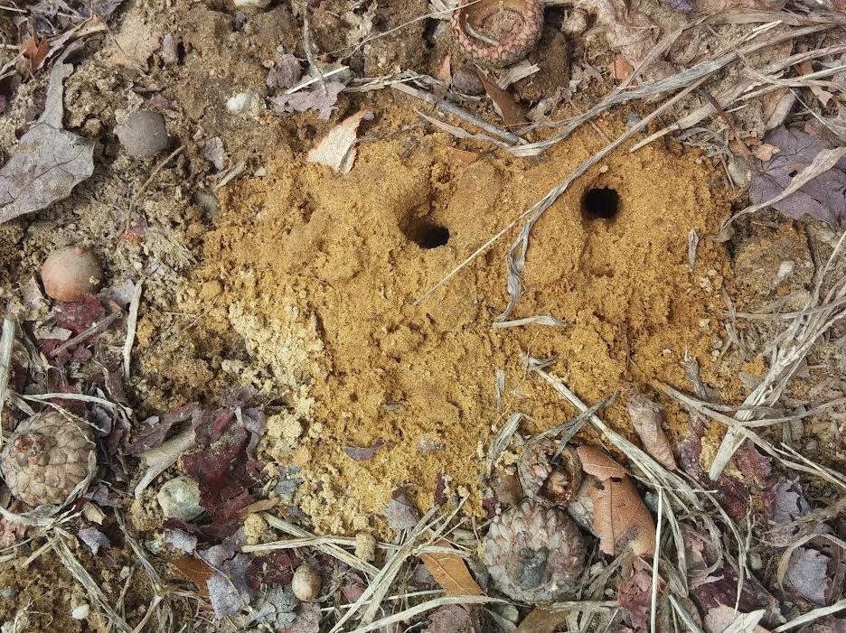 Bug Eric: Polyester Bees