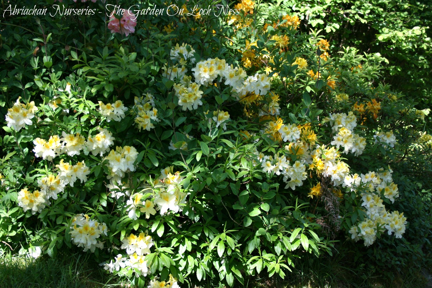 Abriachan Nurseries - The Garden On Loch Ness: Azaleas - A memory of colour