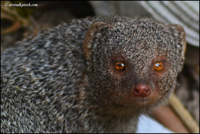 Fascinating Picture of Ruddy Mongoose (Eye Contact)