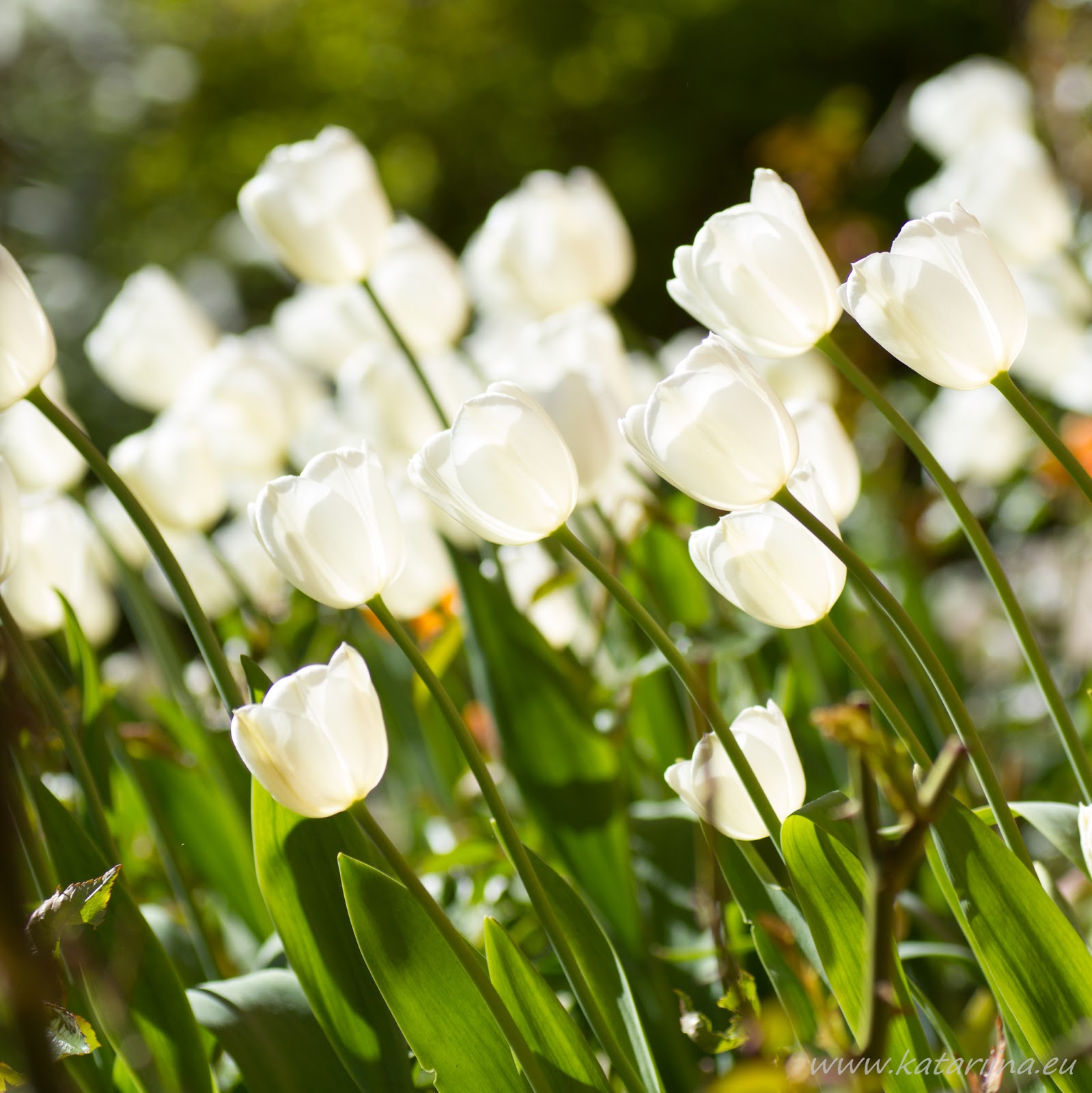 Katariina kudugurmee: Valge vest.