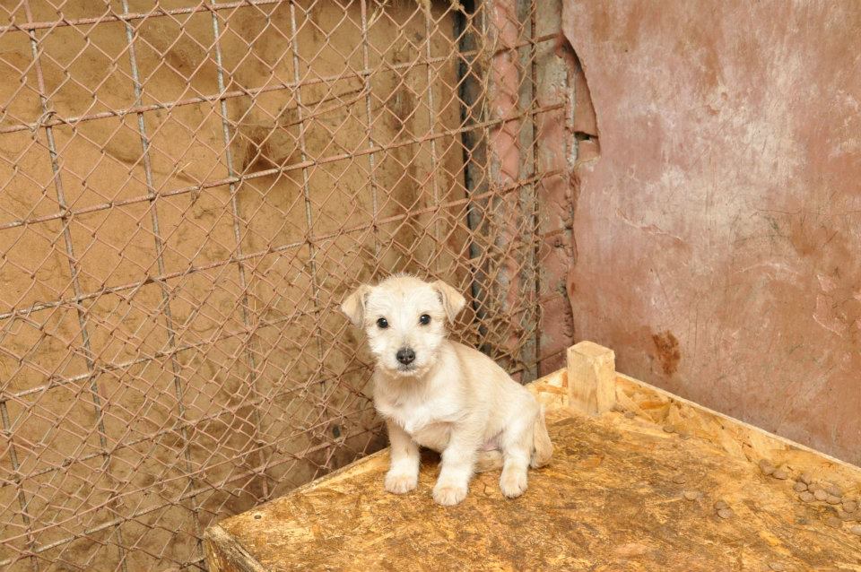 Adopt a Romanian Dog