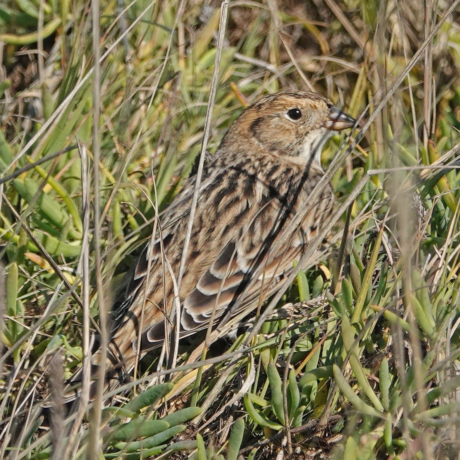 Cannon Beach Birder: Lapland Longspur