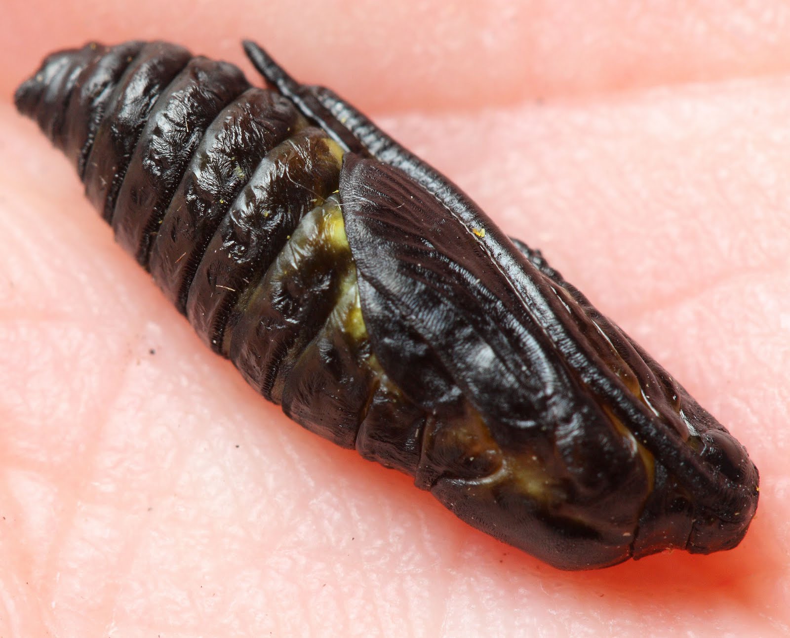 JJ's Photographic nature blog: Do what we can, summer will have its ...