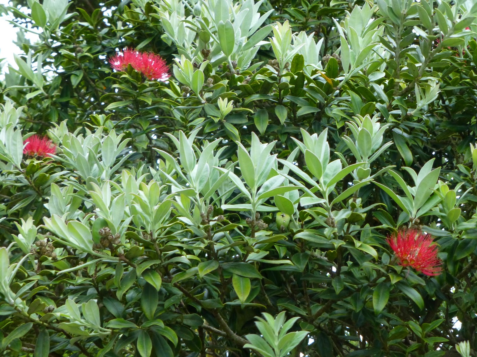 Another Day in New Zealand: Whiting Christmas: Part 2 - Kaikoura