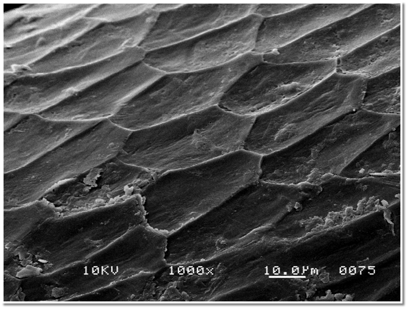 EdgEffects: All the world's a microscope stage