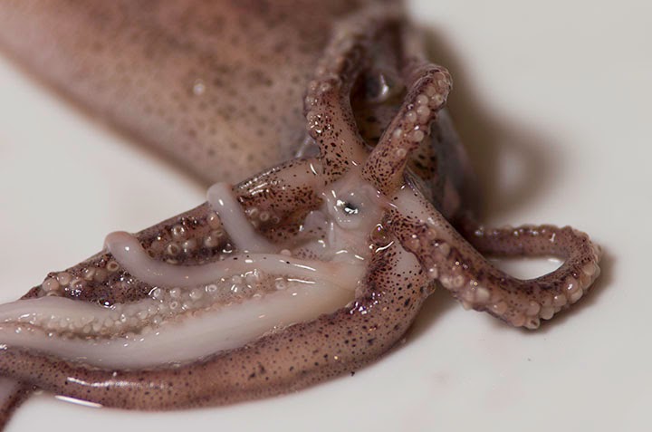 Inky Phalangies Thoughts: Squid