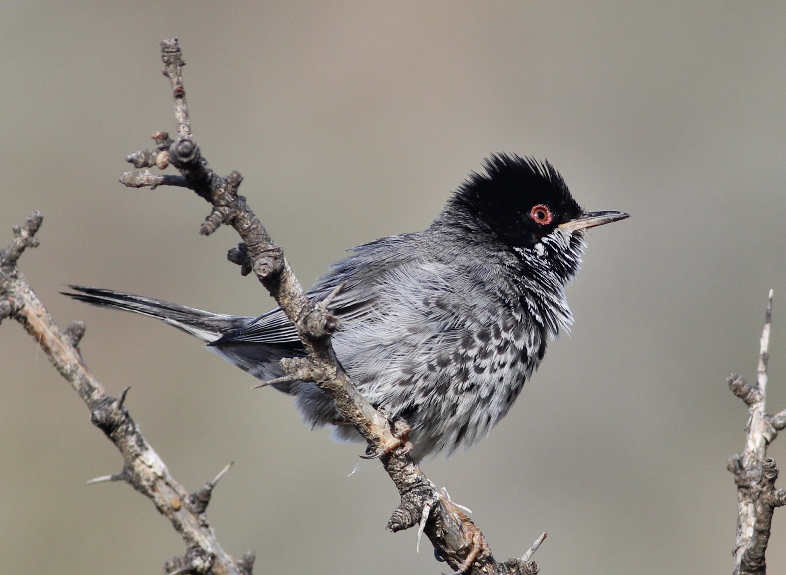 Biodiversity of Cyprus by NGO Protection of the Natural Heritage and ...