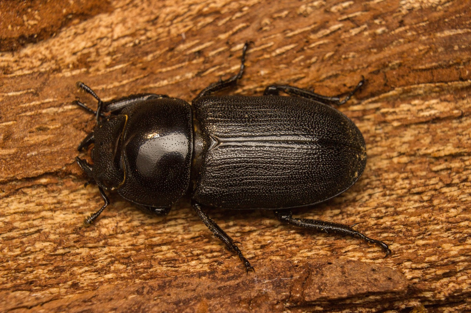 Biodiversity of Cyprus by NGO Protection of the Natural Heritage and ...