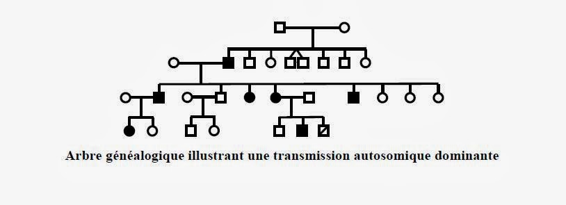HEREDITE DOMINANTE AUTOSOMIQUE | Cours Medecine