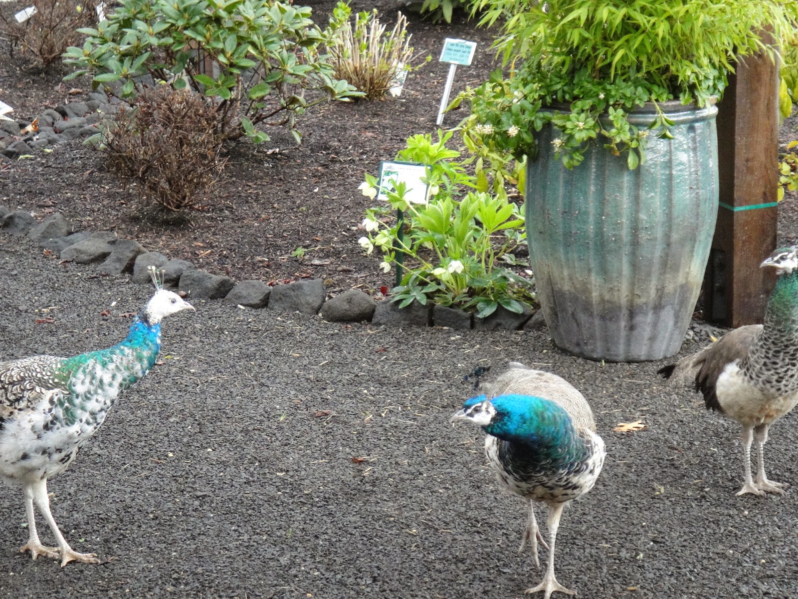 Gardening with Wyatt: Teenage Peacocks