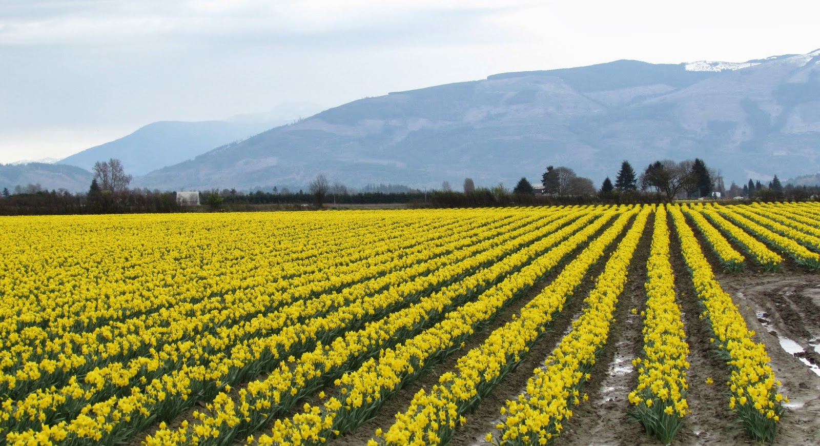 Scene Through My Eyes: March Scavenger Hunt