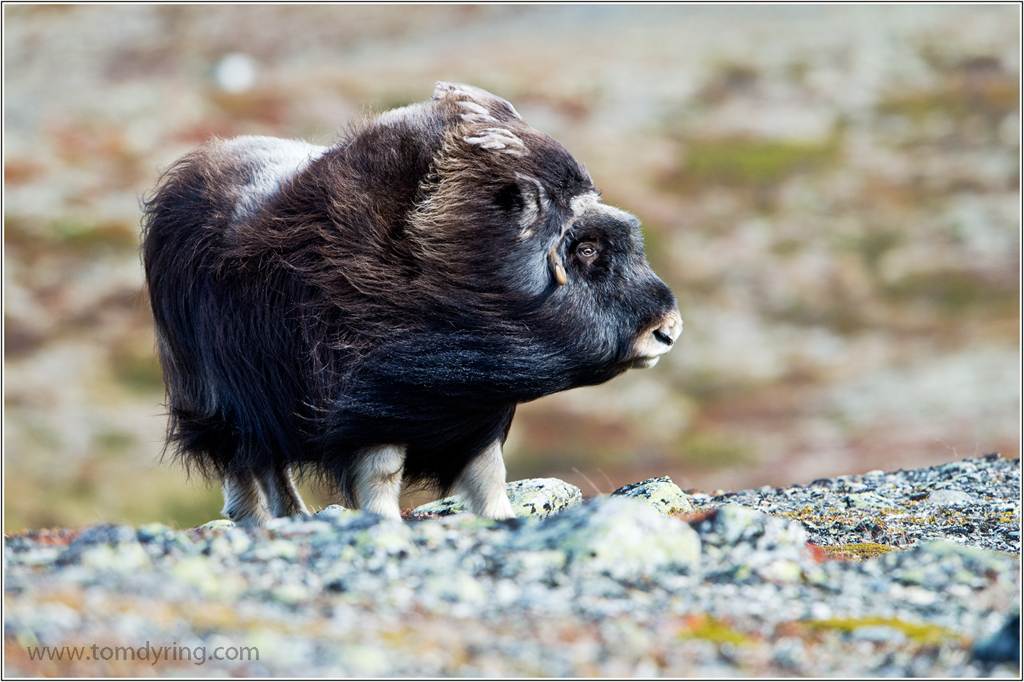 TOM DYRING WILDPHOTO / NN: MOSKUS / MUSK OXEN IN DOVRE MOUNTAIN PLATEAU