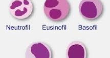 Fungsi Dan Jenis-Jenis Leukosit ( Sel Darah Putih ) | KESEHATAN