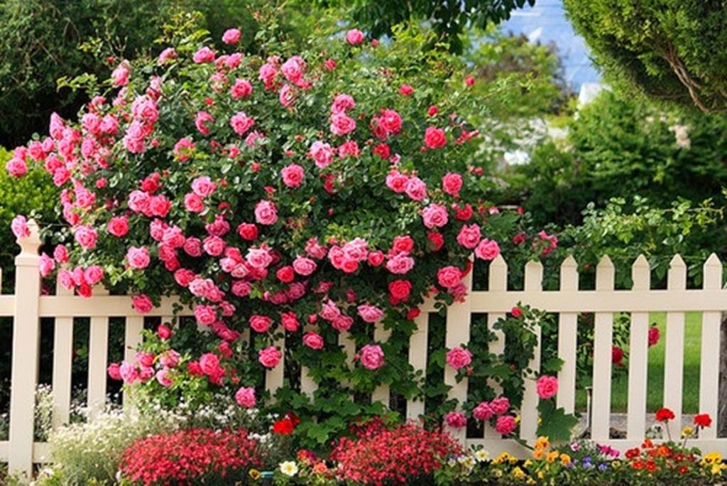 Beautiful pink roses on a white fence | Rose fence, Flower garden ...