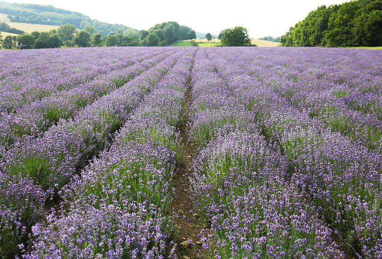 Aleksandra Ladygin: LAVENDER FIELD IN GERMANY