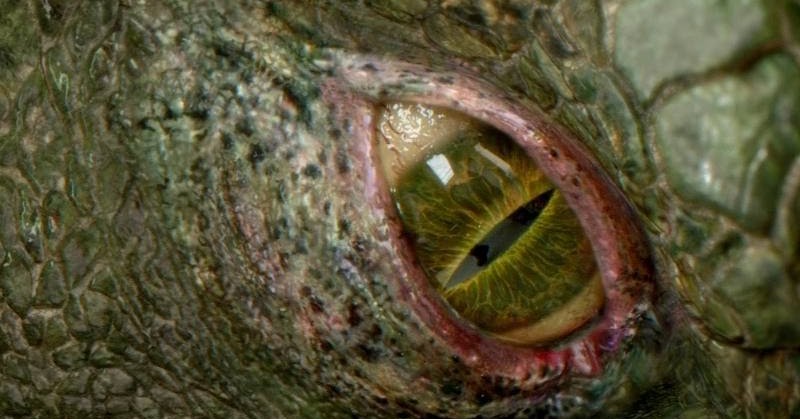 Lizard Man Of Scape Ore Swamp | The Planet Today News From The World.