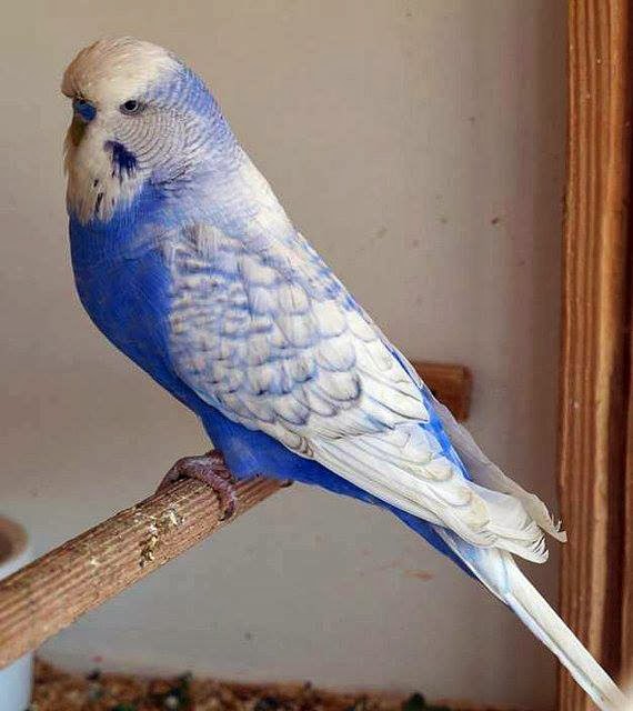 Java Parrot Farm Tjiebitoeng: Spangle