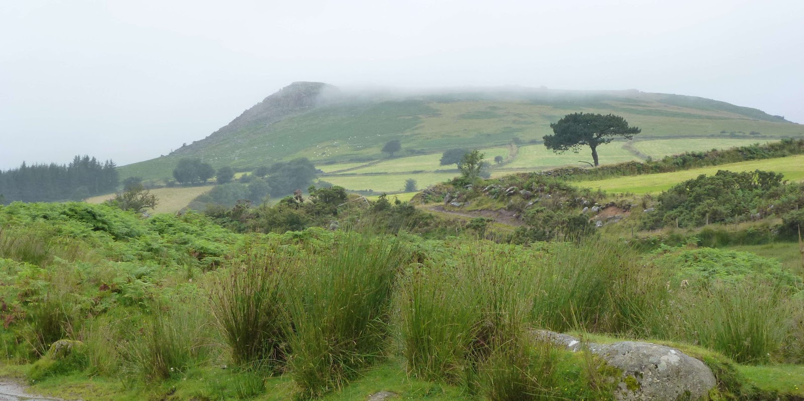 My Dartmoor Walks: Tuesday 7th August Gutter Tor