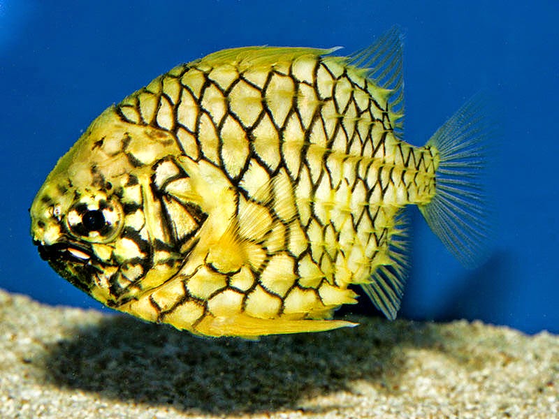 PINECONE FISH photos - wallpapers | the fun bank