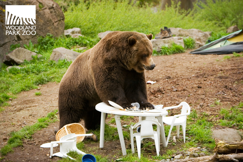 Bear Affair to cap off Bear Awareness Week