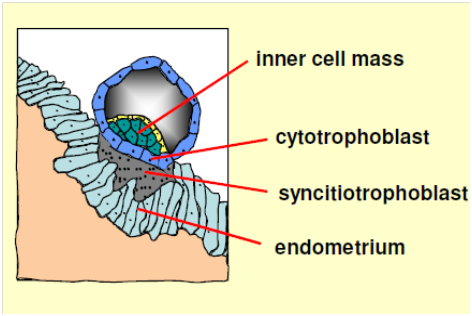 Dr. Bharati's Hub: Placental Development