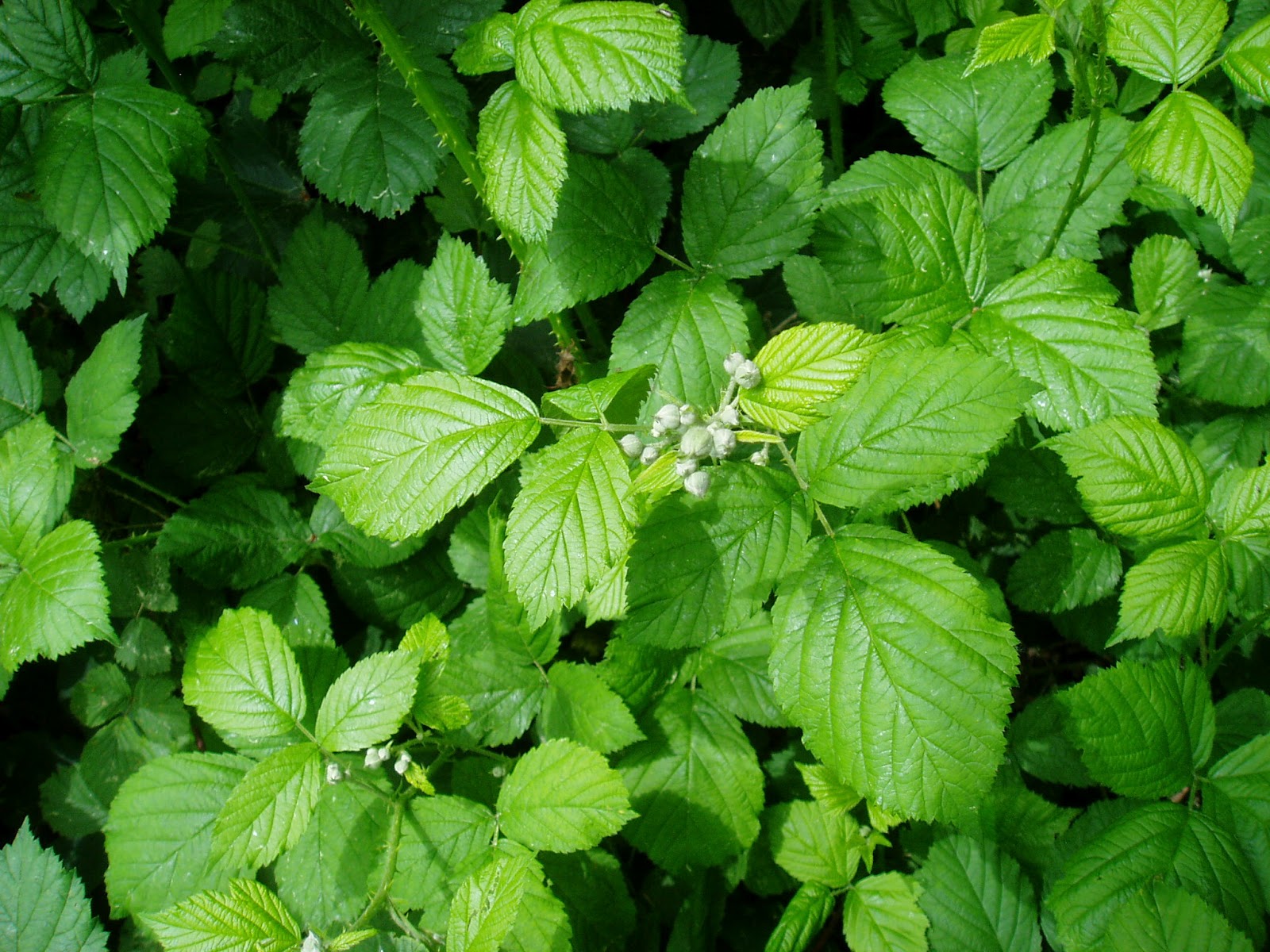 ZARZAMORA: Rubus ulmifolius | Plantas rioMoros